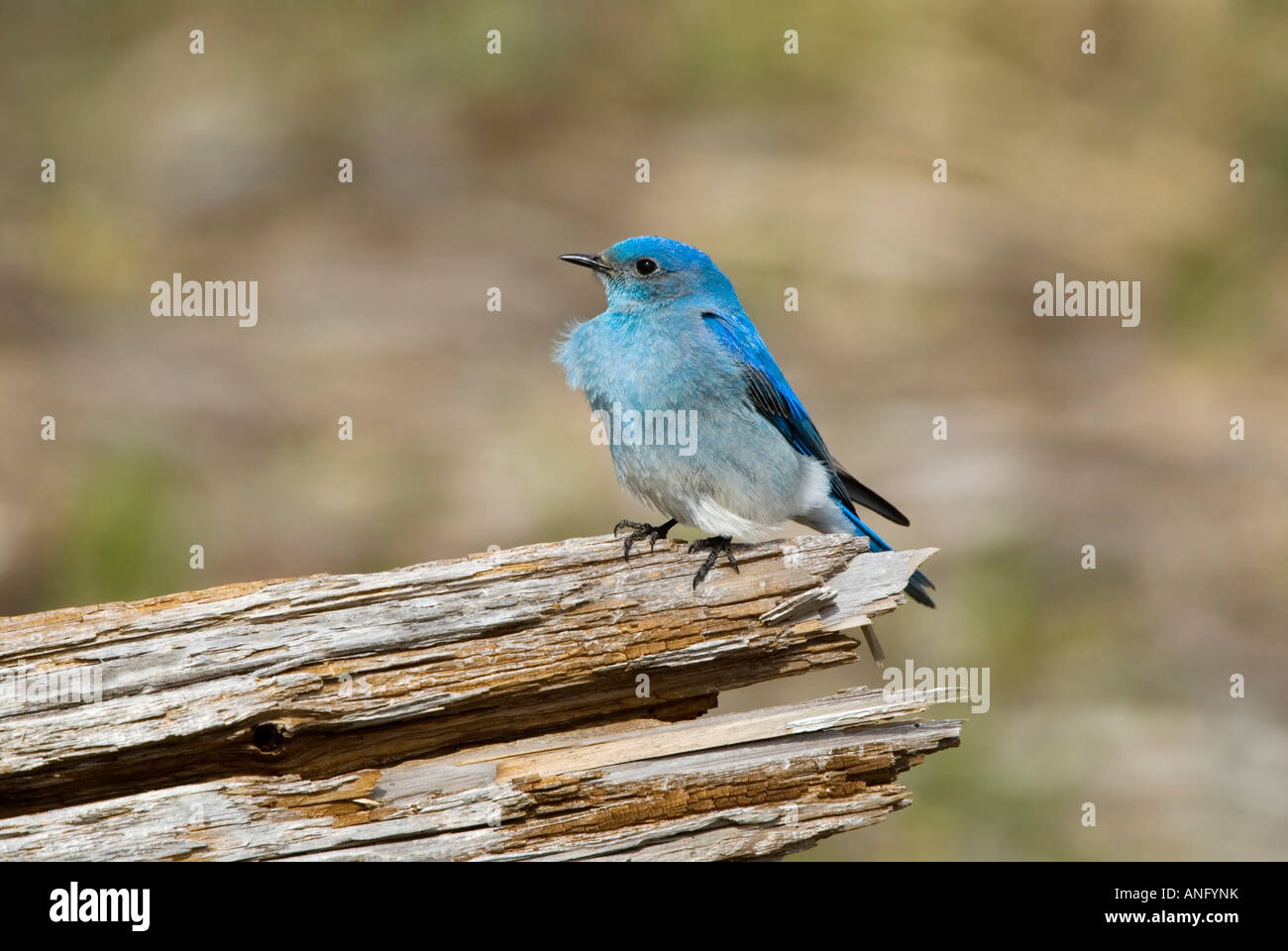 Mountain bluebird canadian wildlife hi-res stock photography and images ...