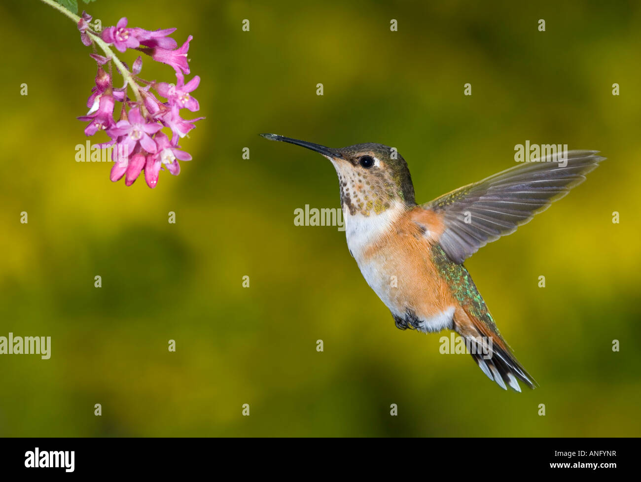 Rufus humming bird selasphorus hi-res stock photography and images - Alamy