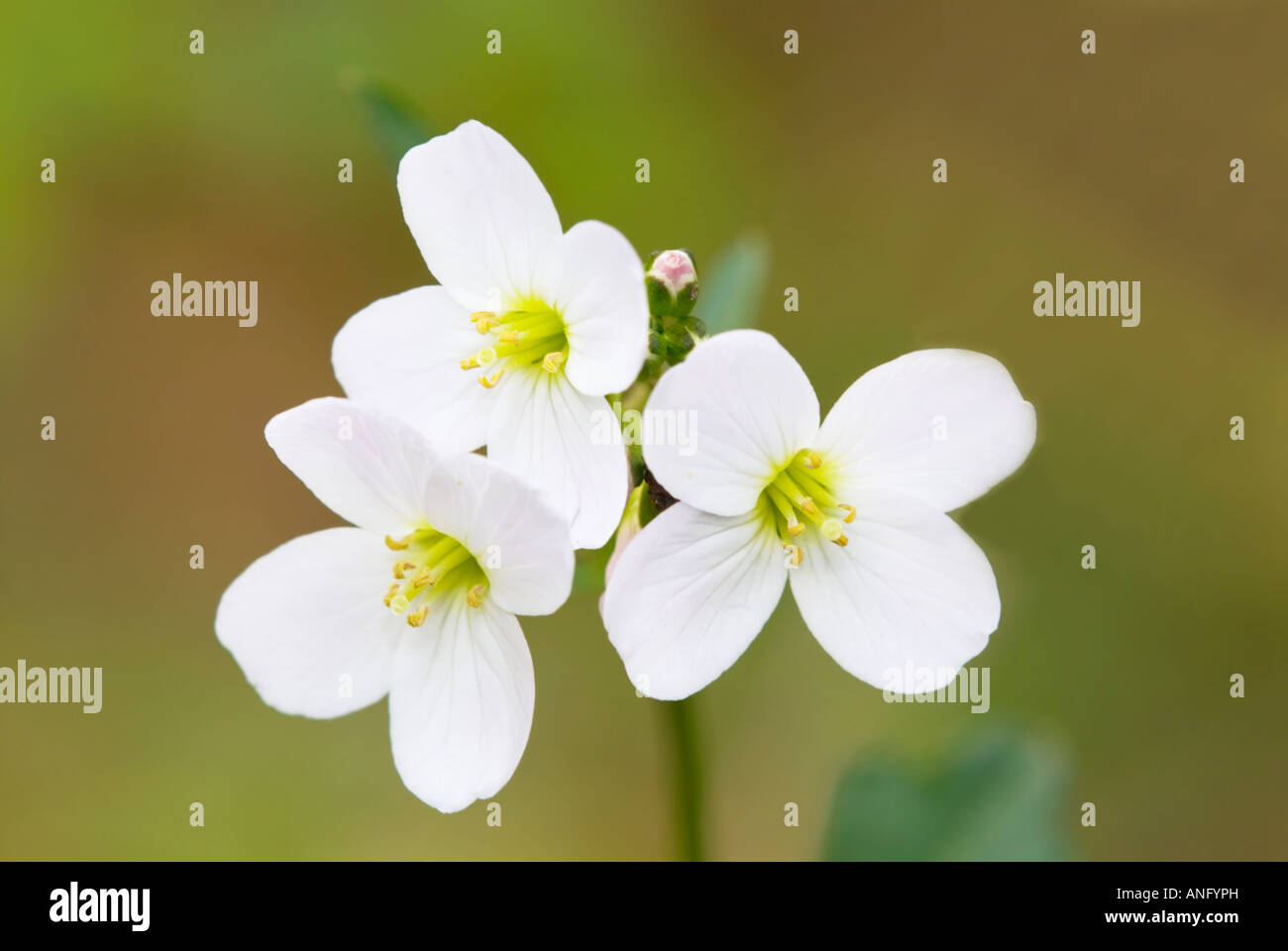 Slender Toothwort (Cardamine angustata), Canada Stock Photo - Alamy