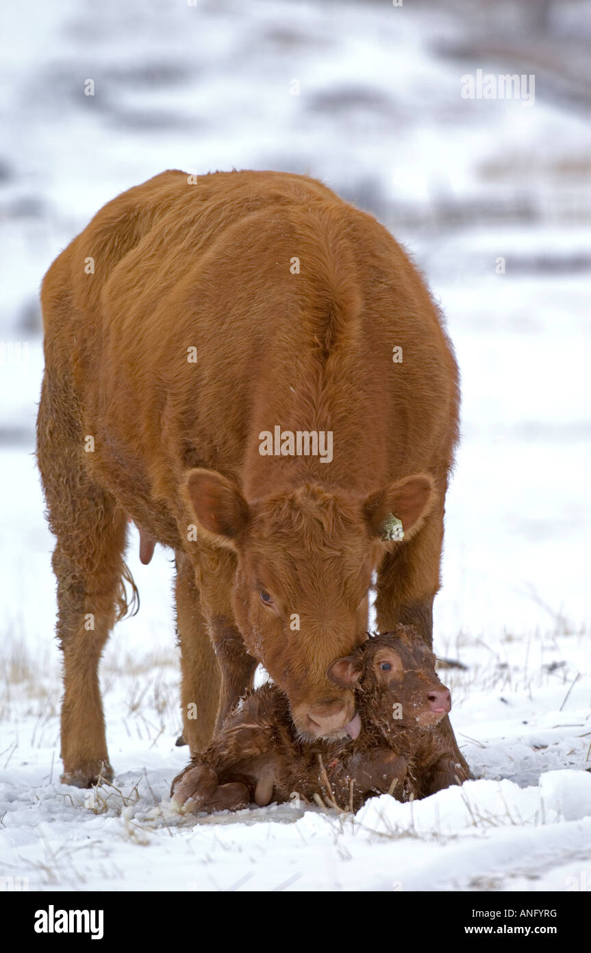 Red Angus (Bos taurus) Female with newborn Calf. She stands guard over ...