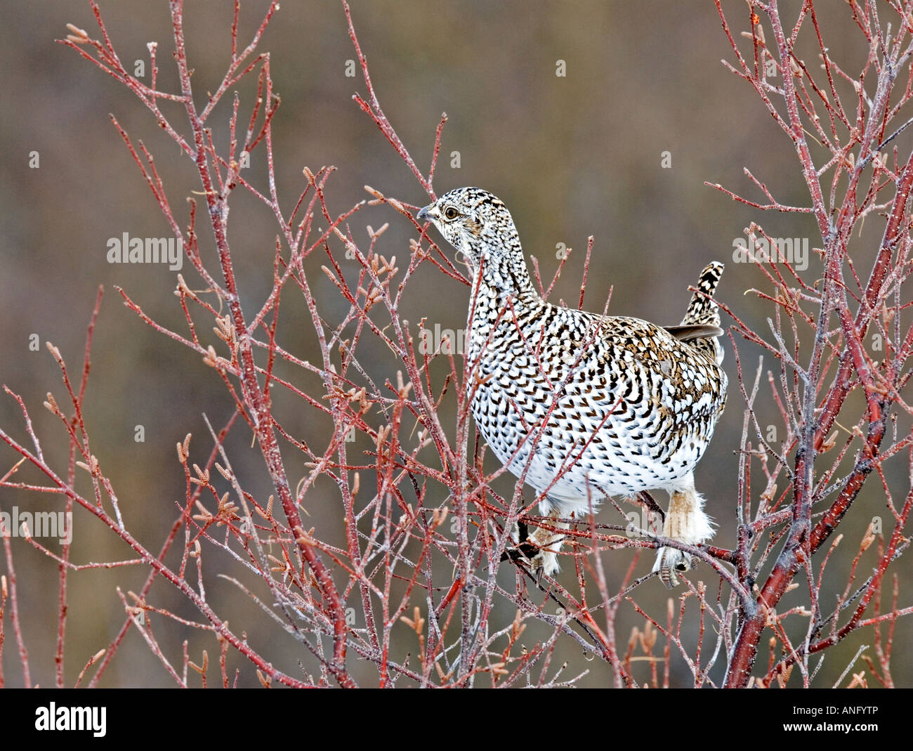 Sharp tailed grouse feeding hi-res stock photography and images - Alamy