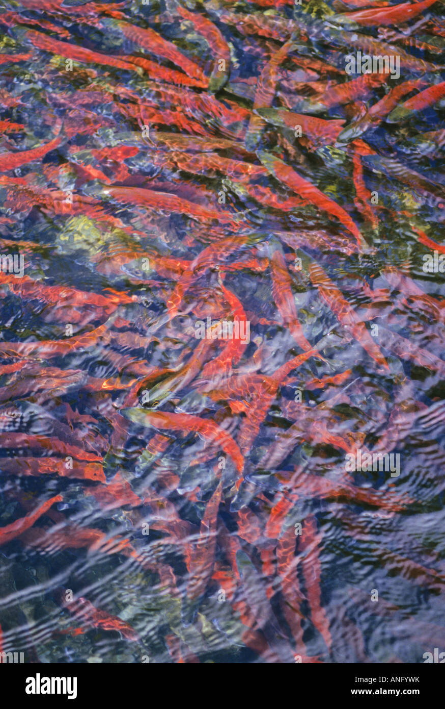 Kokanee salmon spawning in a small creek, South Columbia Region ...