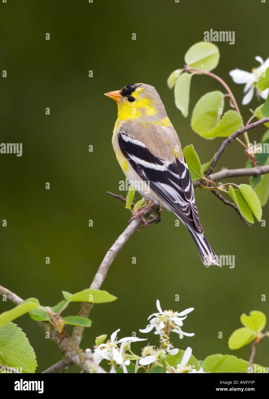Goldfinch photos hi-res stock photography and images - Alamy