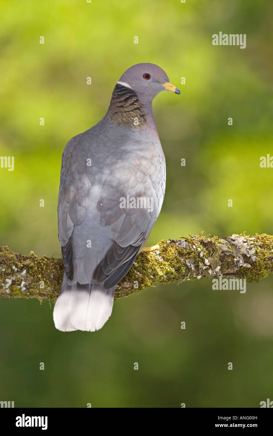 Band Tailed Pigeons High Resolution Stock Photography and Images - Alamy