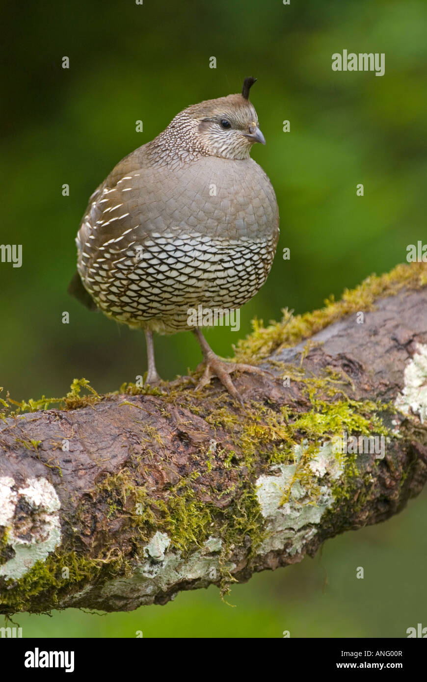 California Quail (Callipepla californica), Canada Stock Photo - Alamy
