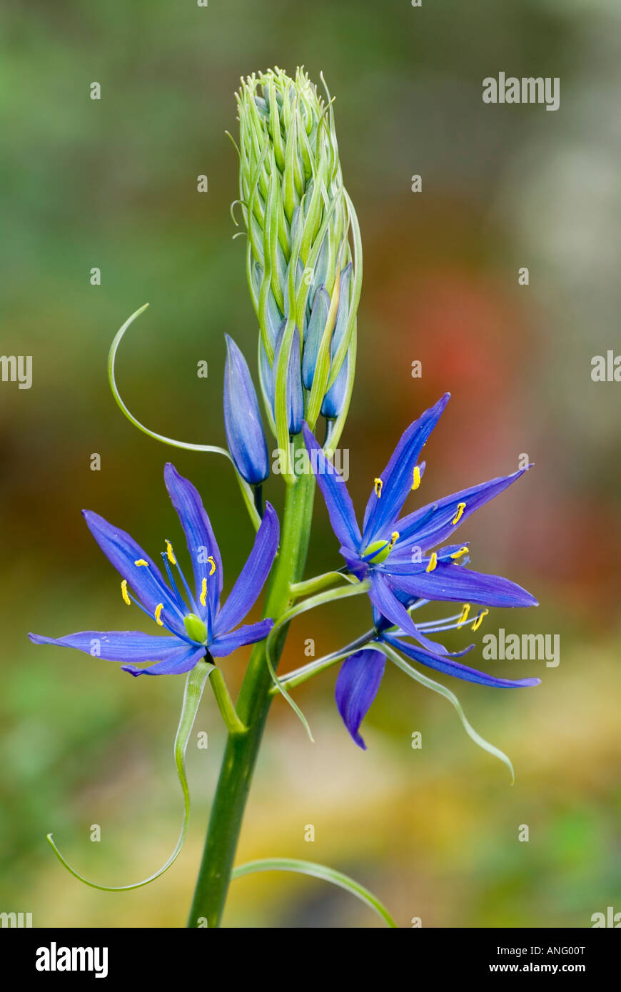 Camas plant bulb hi-res stock photography and images - Alamy