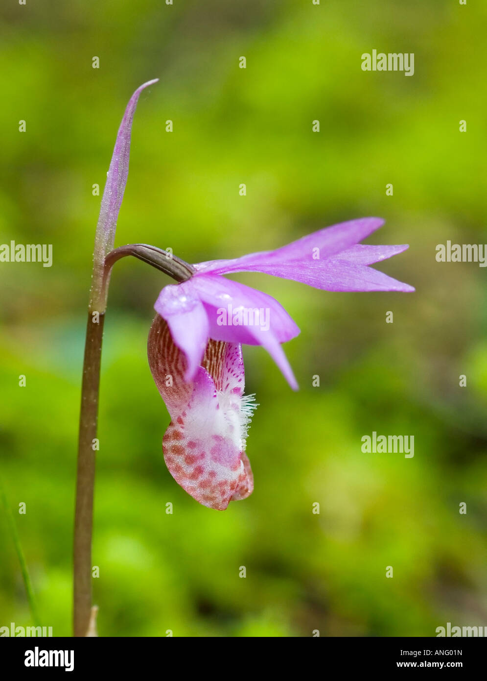fairy slipper (Calypso bulbosa), Canada Stock Photo - Alamy