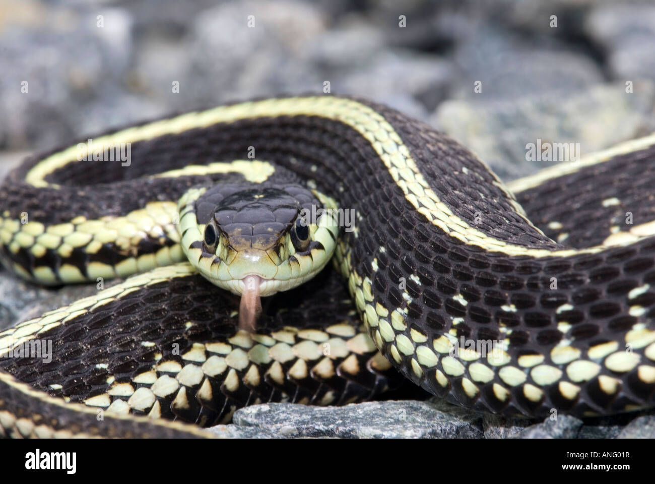Garter Snake ready to strike, Canada Stock Photo - Alamy