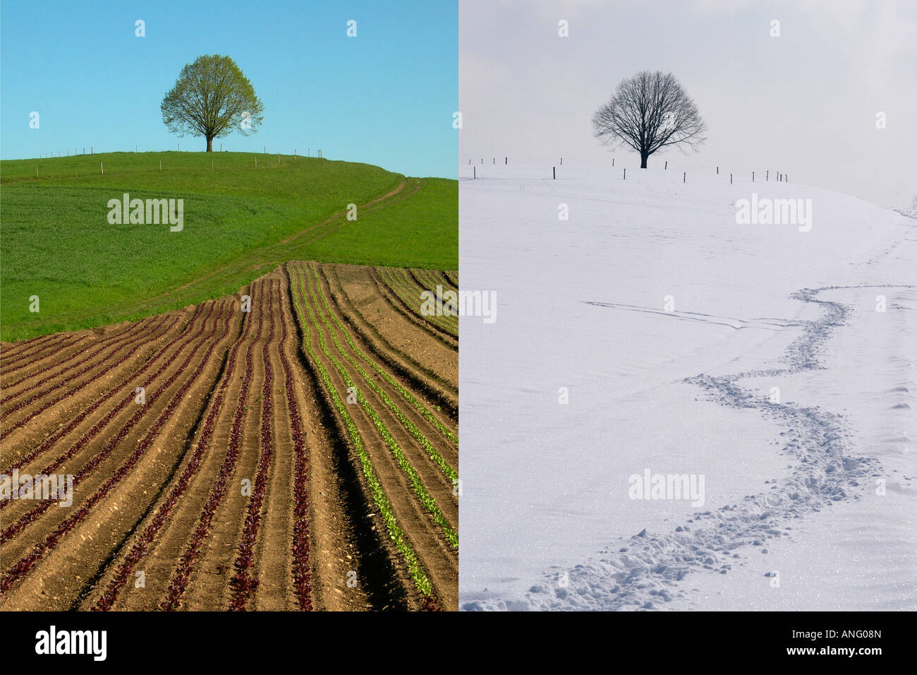 seasonal trees sequence summer winter Stock Photo - Alamy