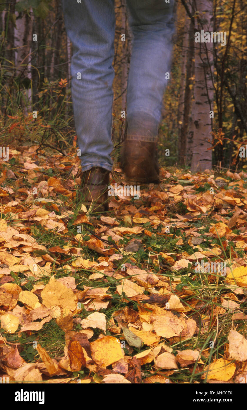 Hiker Hiking in Fall Foliage Southcentral AK Stock Photo - Alamy