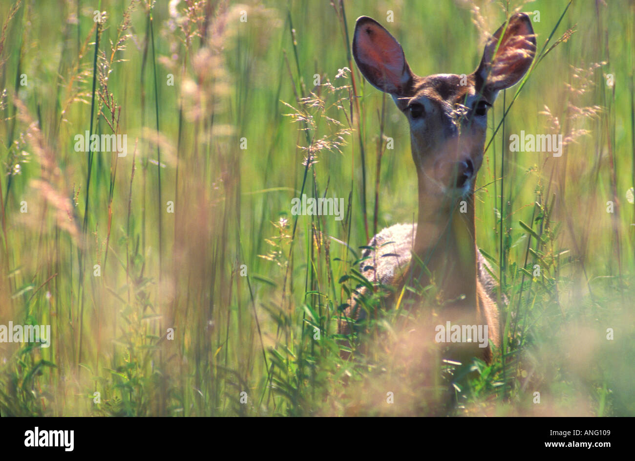 Whitetail deer in the prairie grass at Goose Lake Prairie State Natural ...
