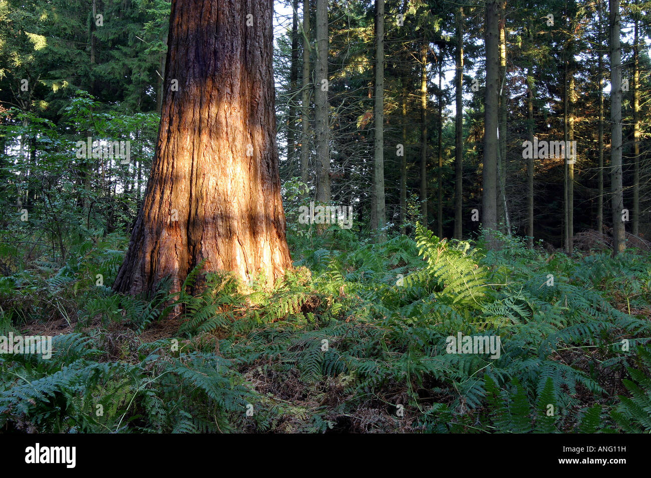 big tree in forest Stock Photo - Alamy