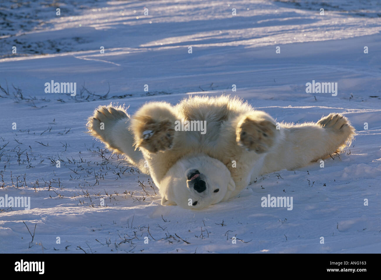Polar bear rolling canada hi-res stock photography and images - Alamy
