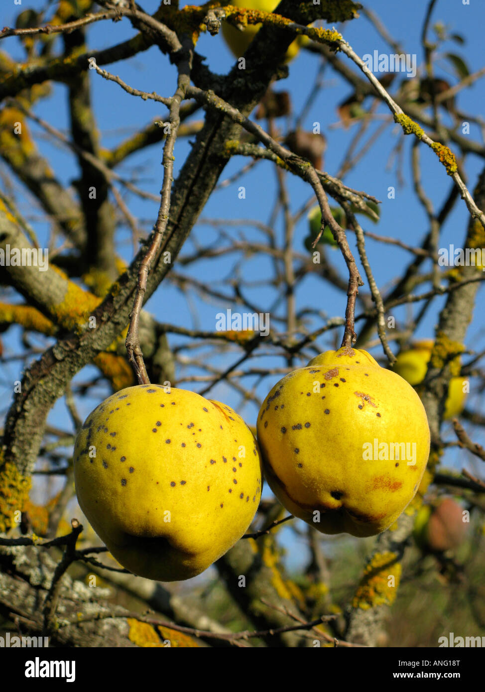 Quince tree hi-res stock photography and images - Alamy