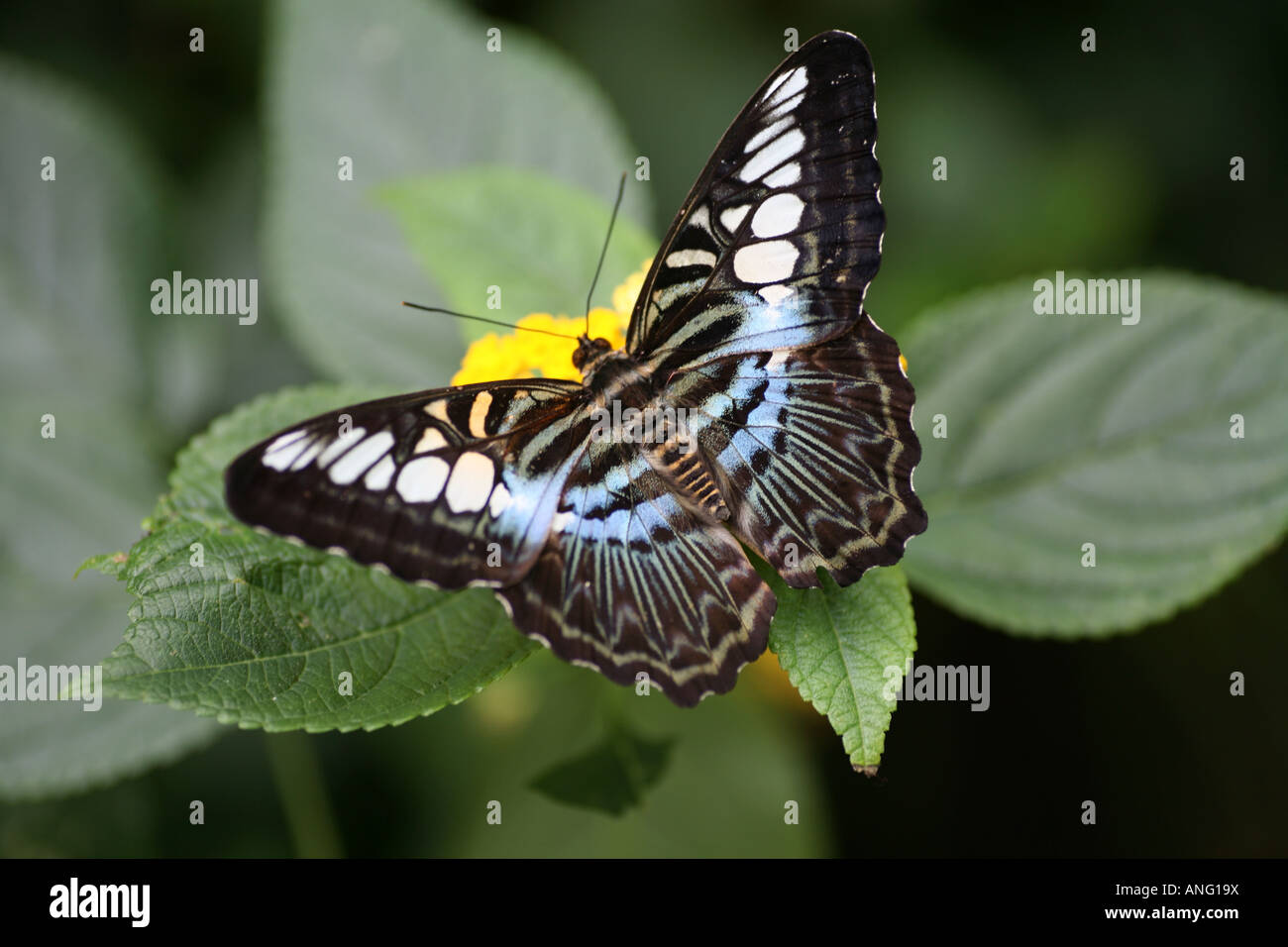 Butterfly Markings Name That Butterfly | Audubon