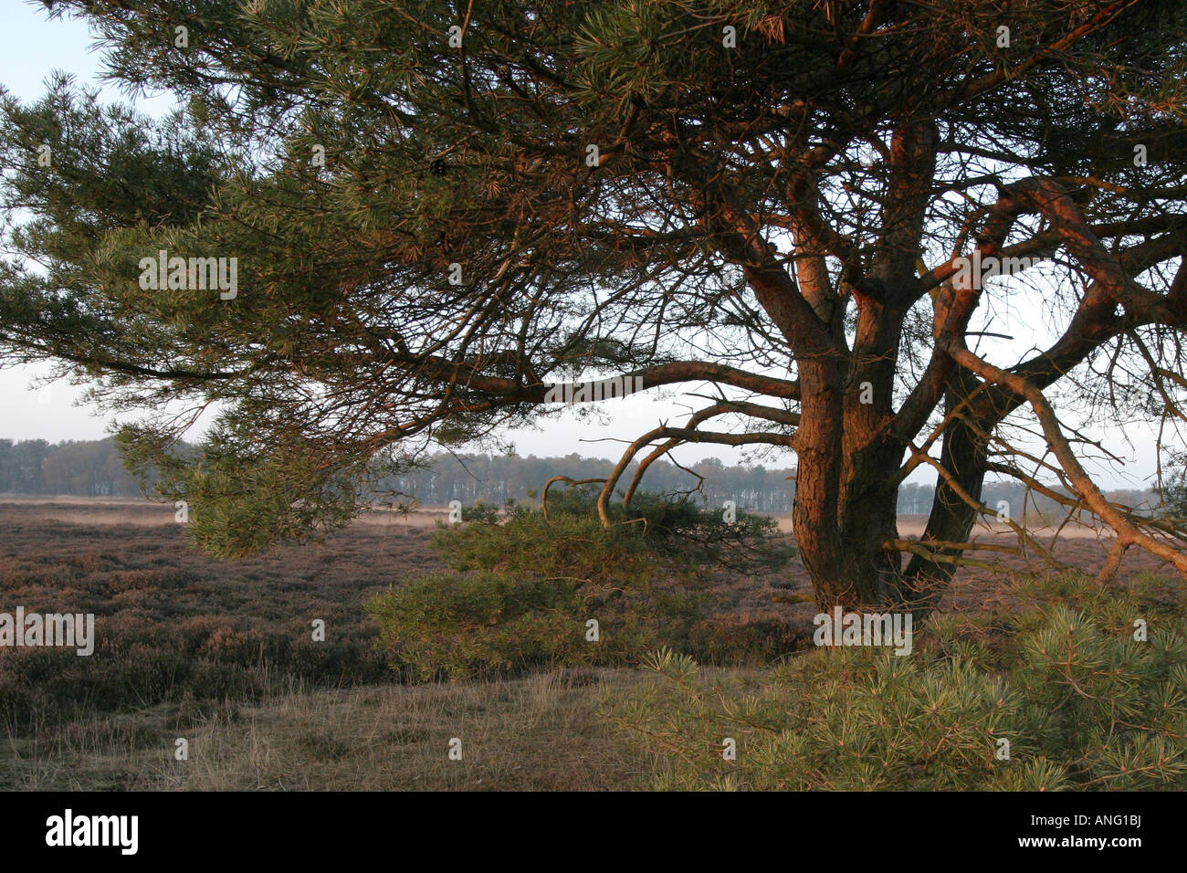 heath and forest Stock Photo - Alamy