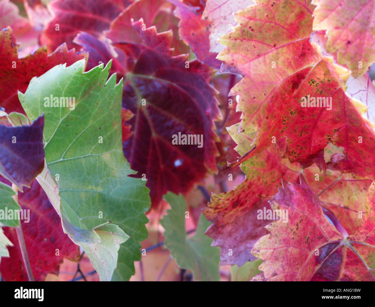 background colors winery vine Stock Photo - Alamy