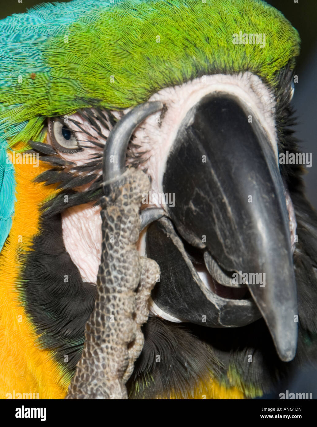 A Female Macaw Parrot Scratching Head Stock Photo - Alamy