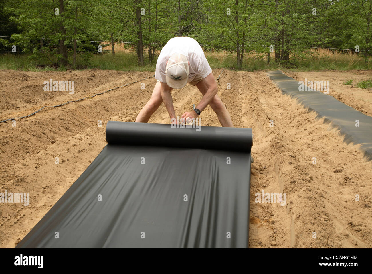 Man rolling out a line of plastic mulch on field row. Small Specialist ...