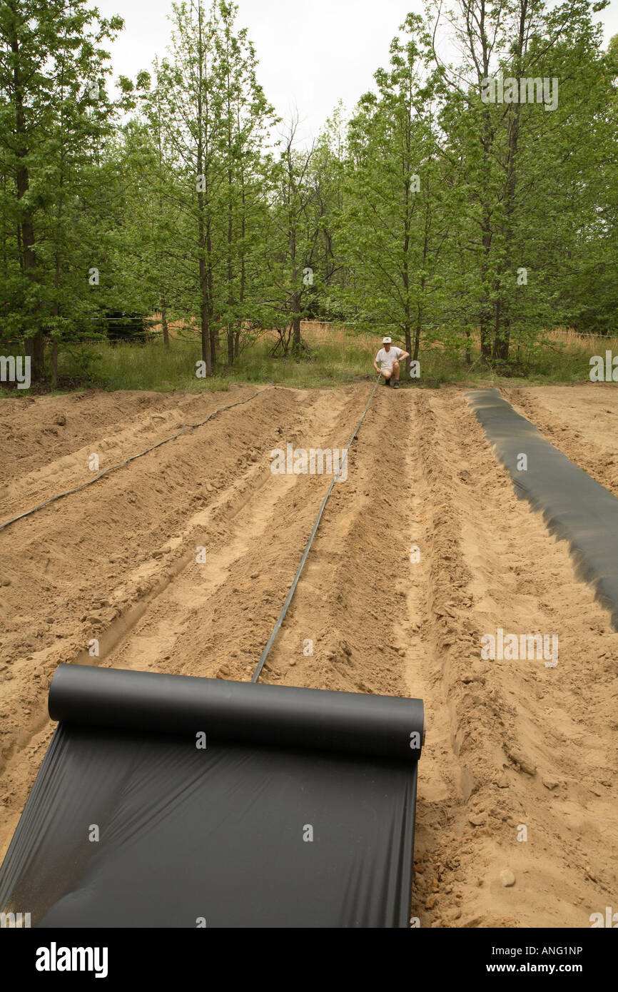 Laying plastic mulch in field of small specialist organic farm Stock ...