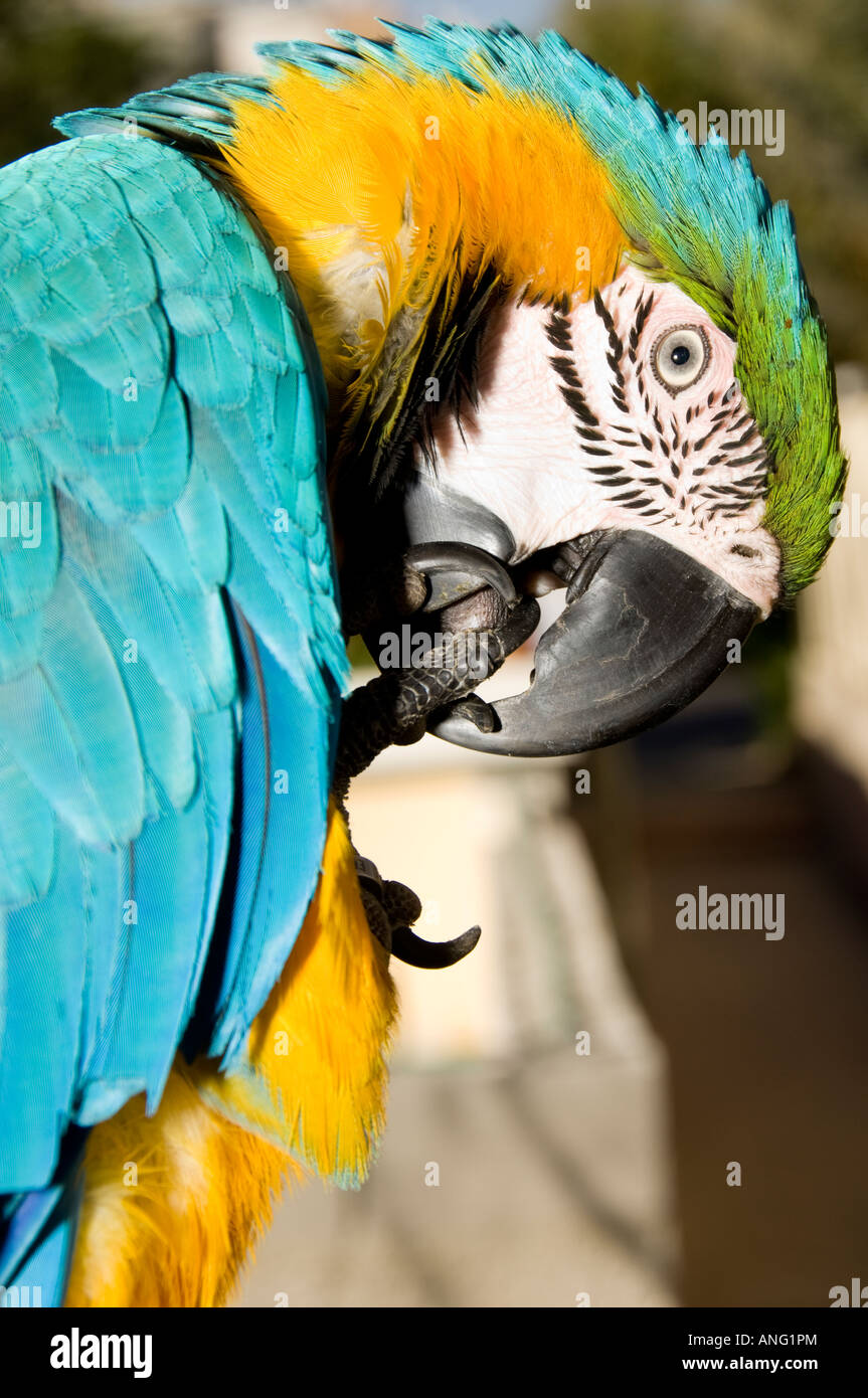 Macaw parrot grooming hi-res stock photography and images - Alamy