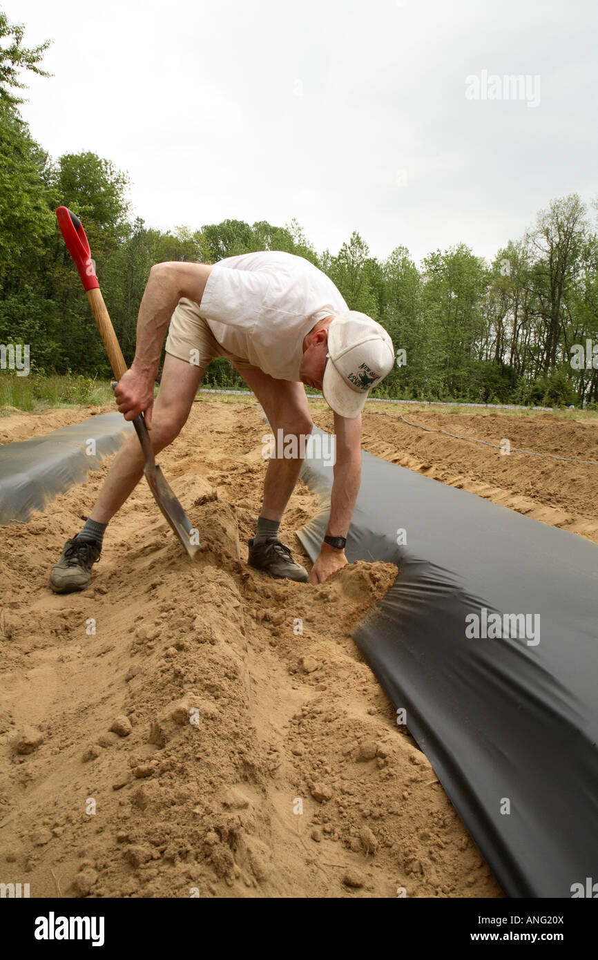 Man laying row of plastic mulch in field of small specialist organic ...
