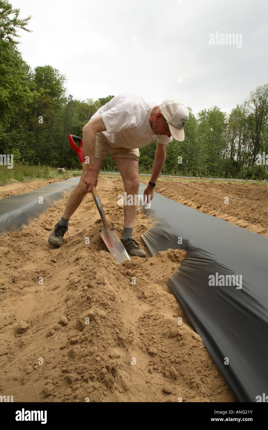 Man laying row of plastic mulch in field of small specialist organic ...