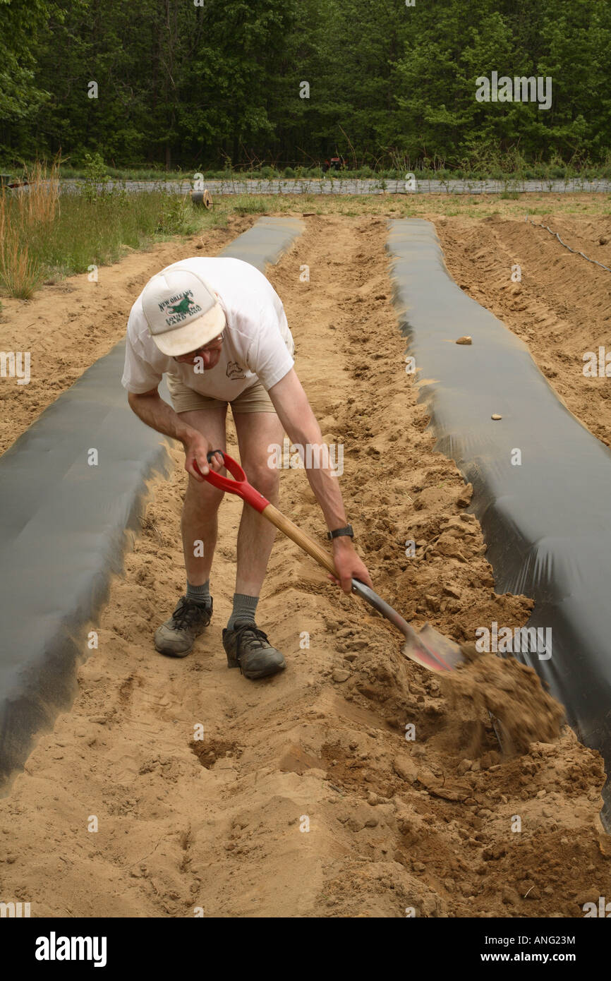 Man laying row of plastic mulch in field of small specialist organic ...