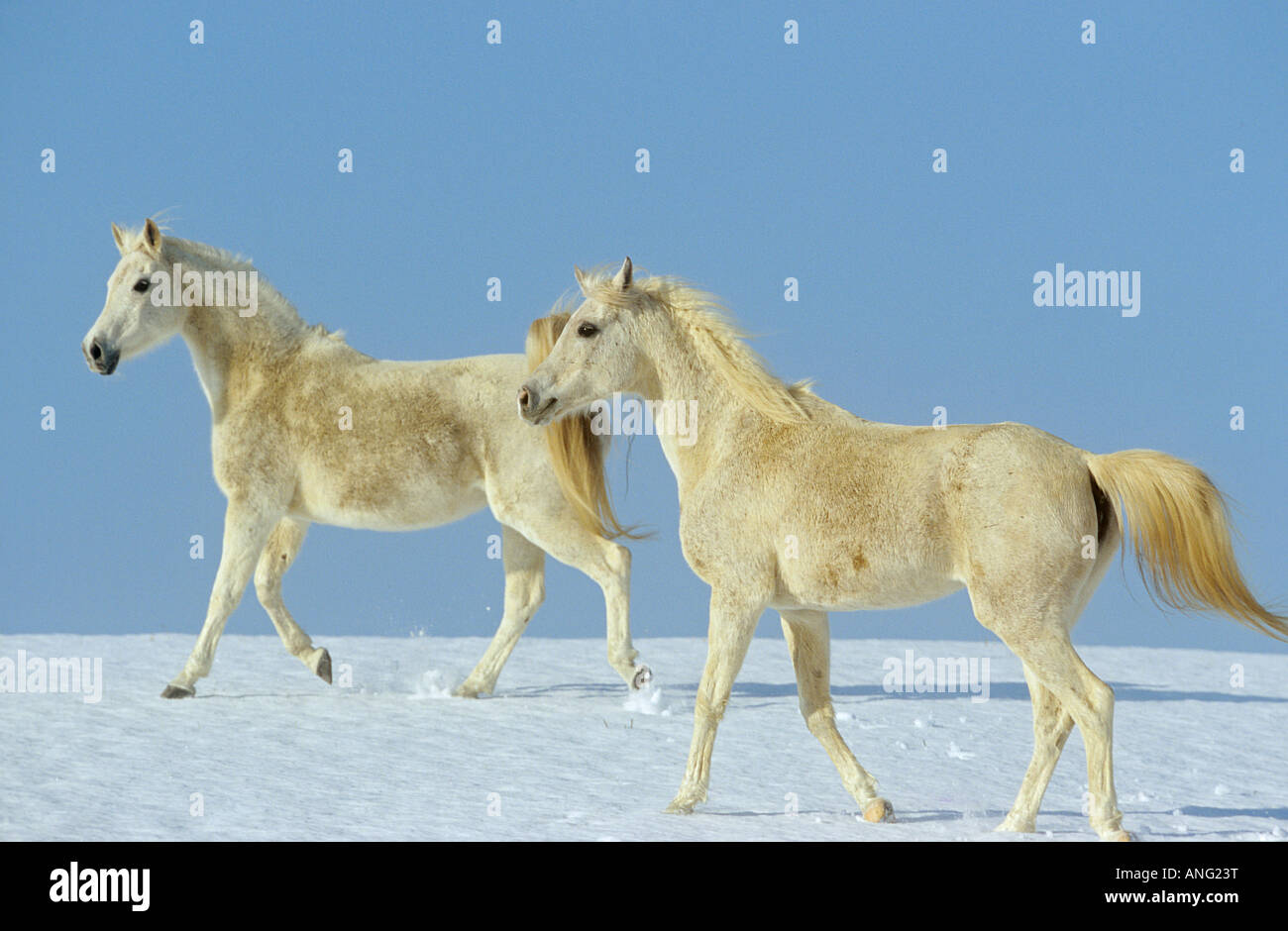 two young Arabian horses - walking in snow Stock Photo - Alamy