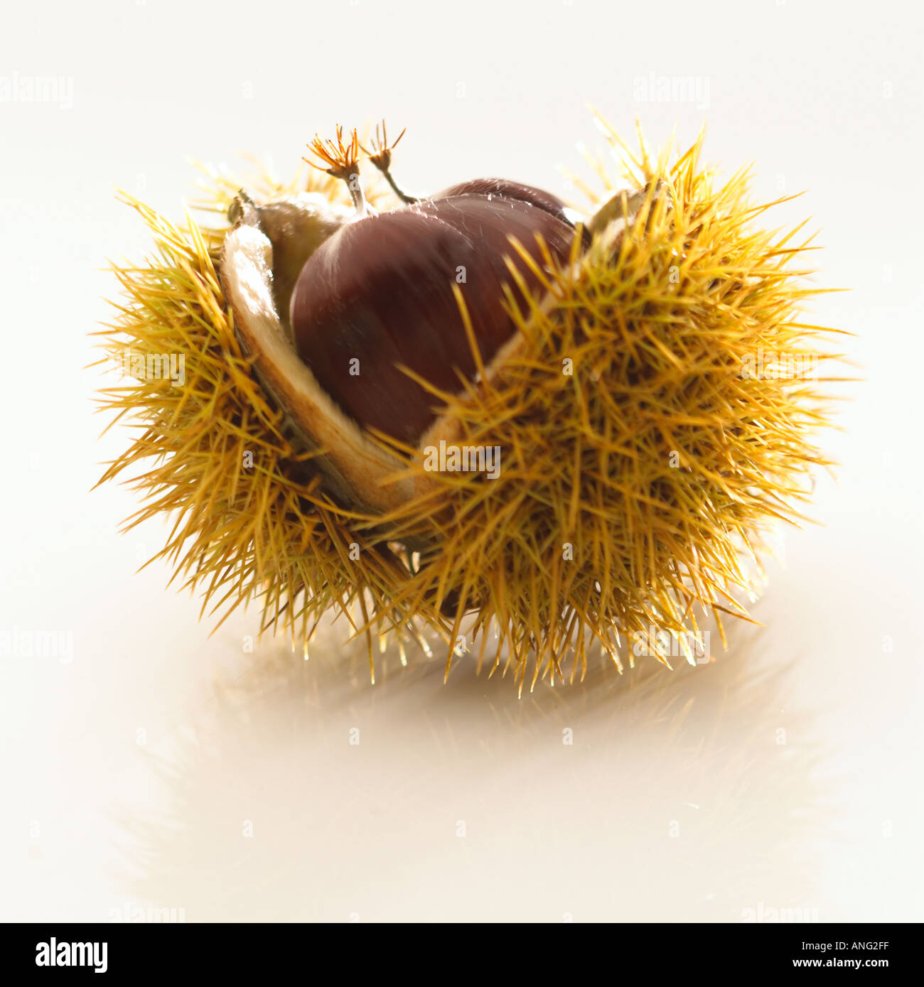 Chestnut in prickly casing Keywords sweet husk shell nut cut out Stock ...