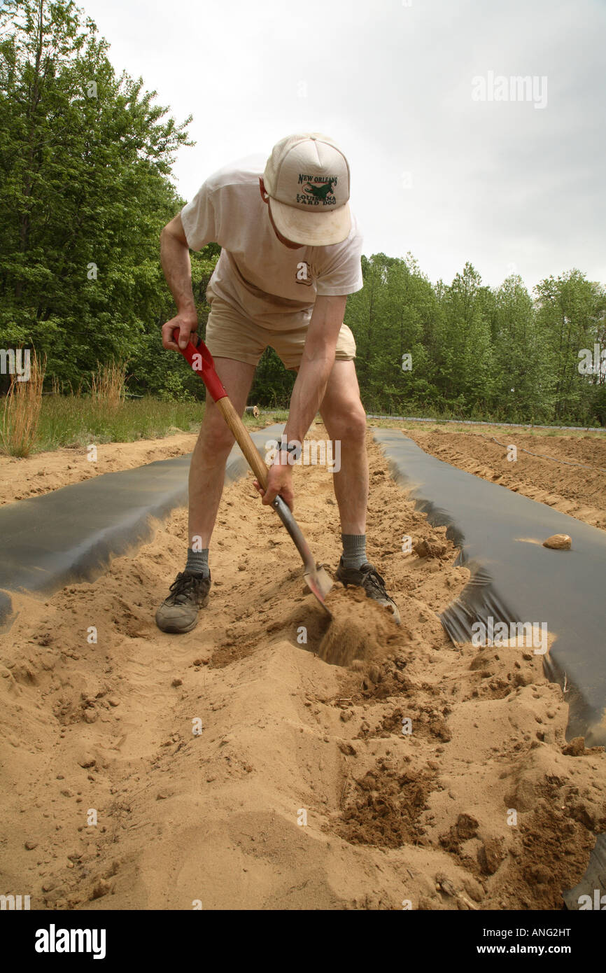 Man securing black plastic mulch edges with soil in field of small ...