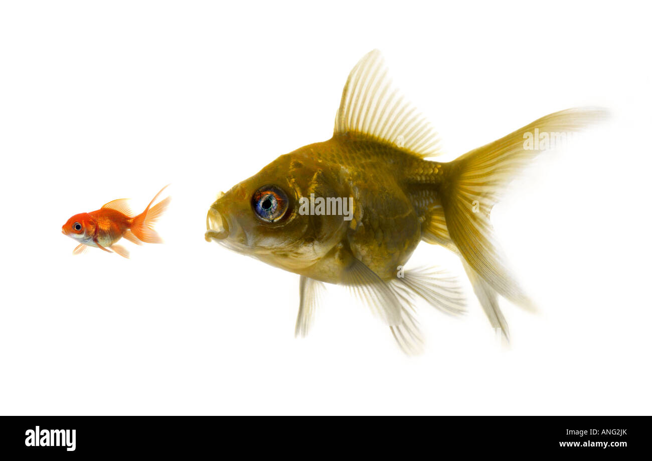 The bigger fish tries to eat the small one Stock Photo - Alamy