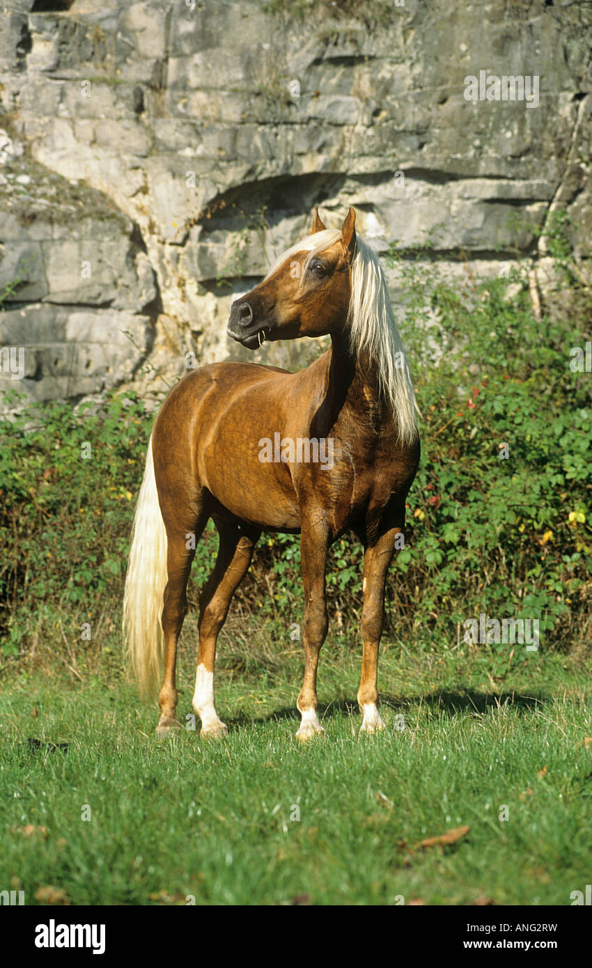 Arab-Barb - standing on meadow Stock Photo - Alamy