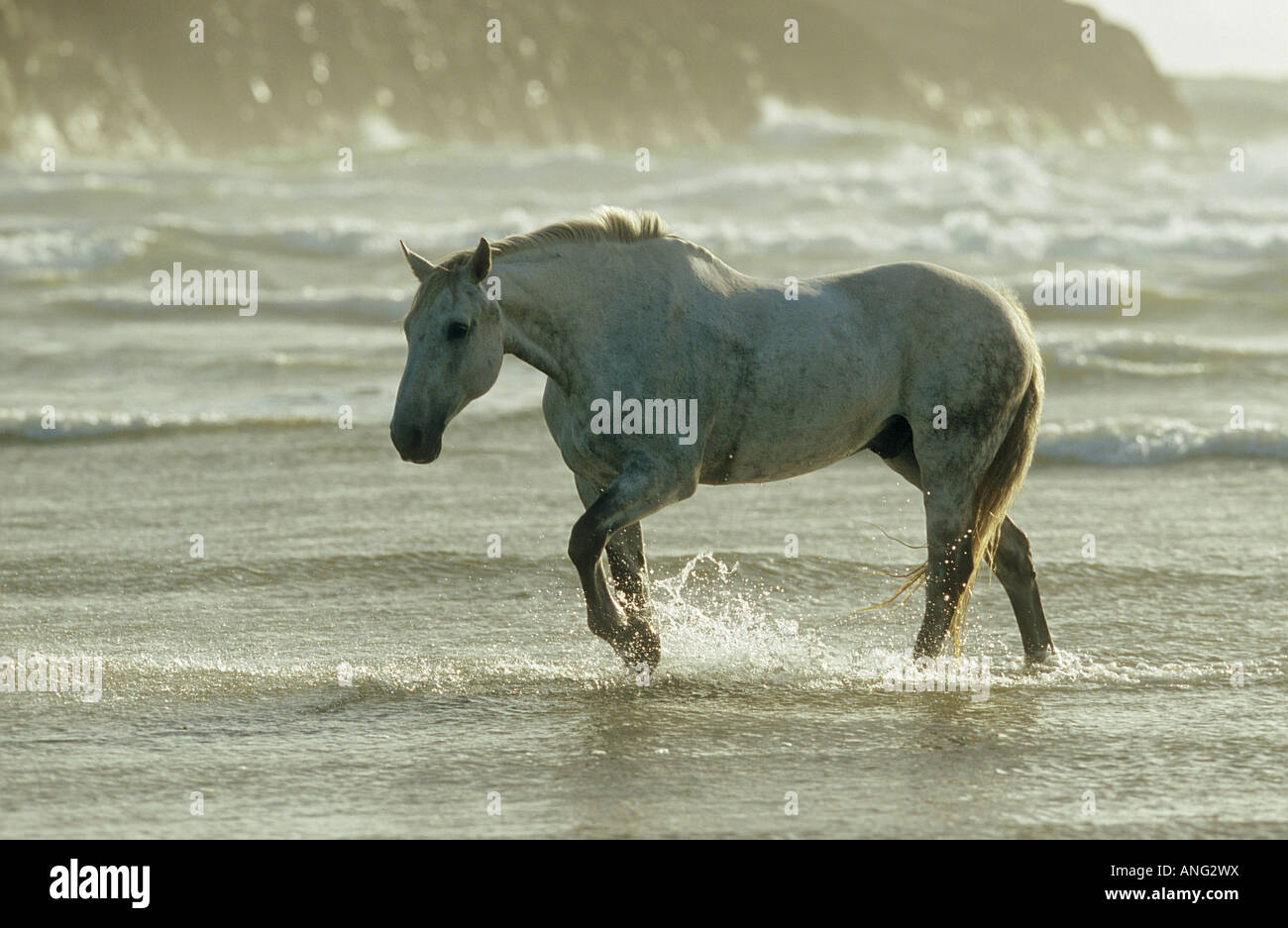 Irish Draught Horse. Gray adult on a beach, walking in shallow water ...