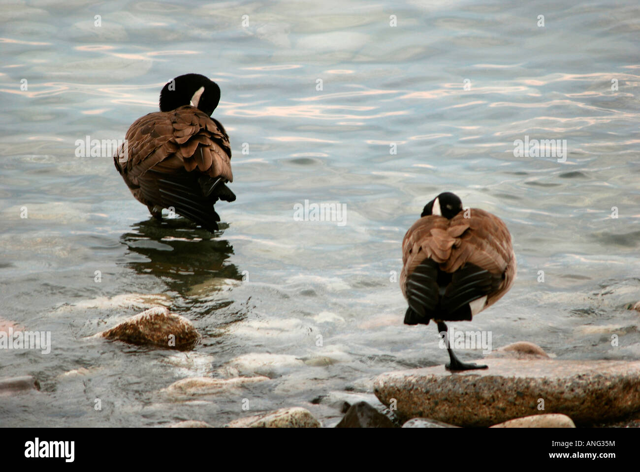 Sleeping geese hi-res stock photography and images - Alamy