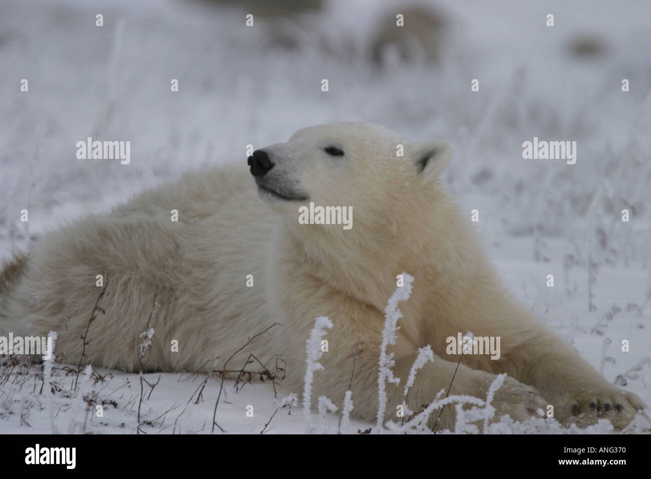 Polar Bear COY Cub of the Year Ursus maritimus on fresh snow near ...