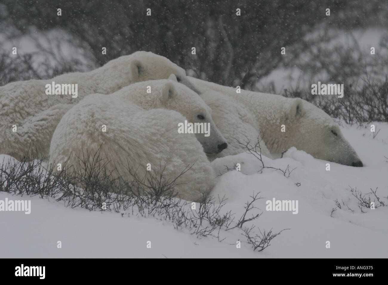 Mother Polar Bear Ursus maritimus with 2 COY Cubs of the Year in ...