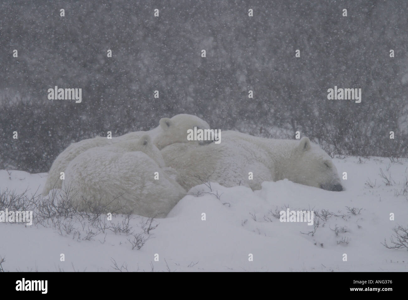 Mother Polar Bear Ursus maritimus with 2 COY Cubs of the Year in ...