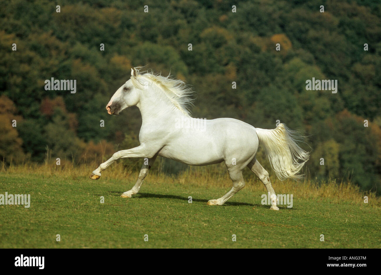 Kladrubers hi-res stock photography and images - Alamy