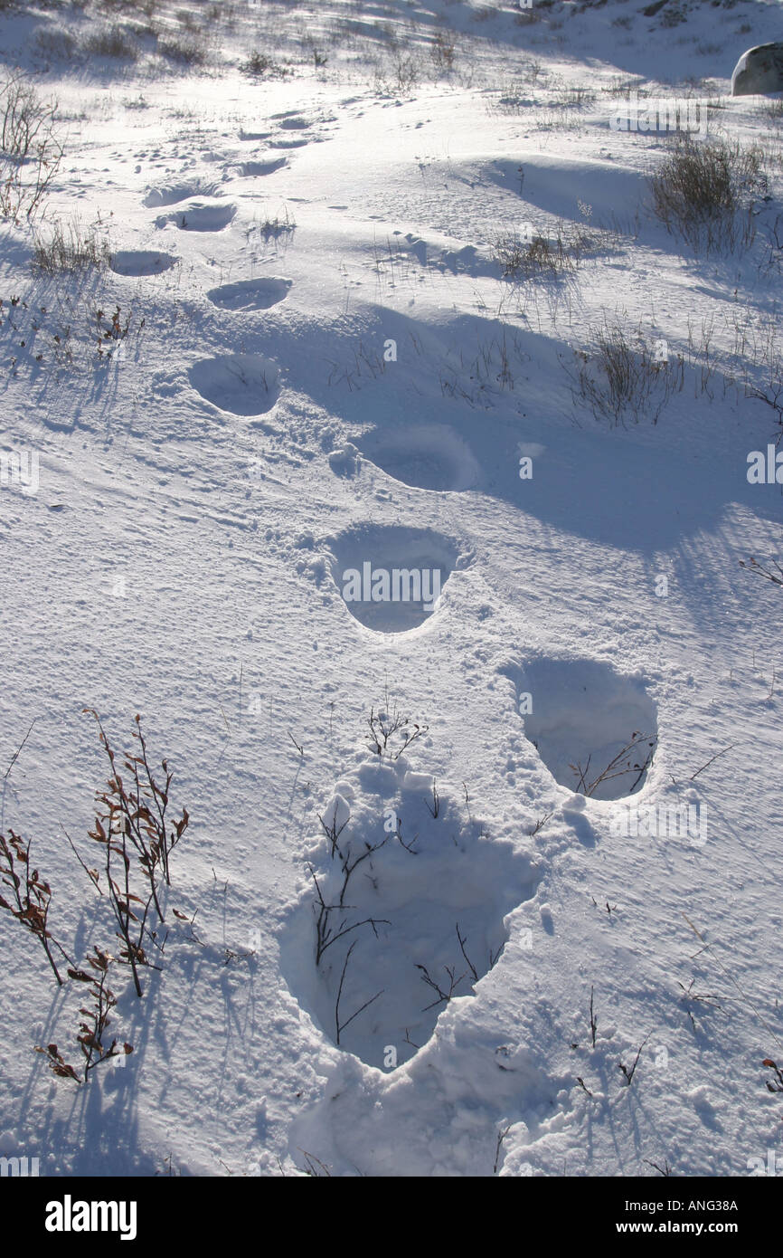 Polar Bear tracks Ursus maritimus in fresh snow near Churchill northern ...