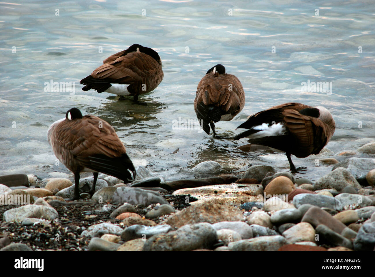 Sleeping geese hi-res stock photography and images - Alamy