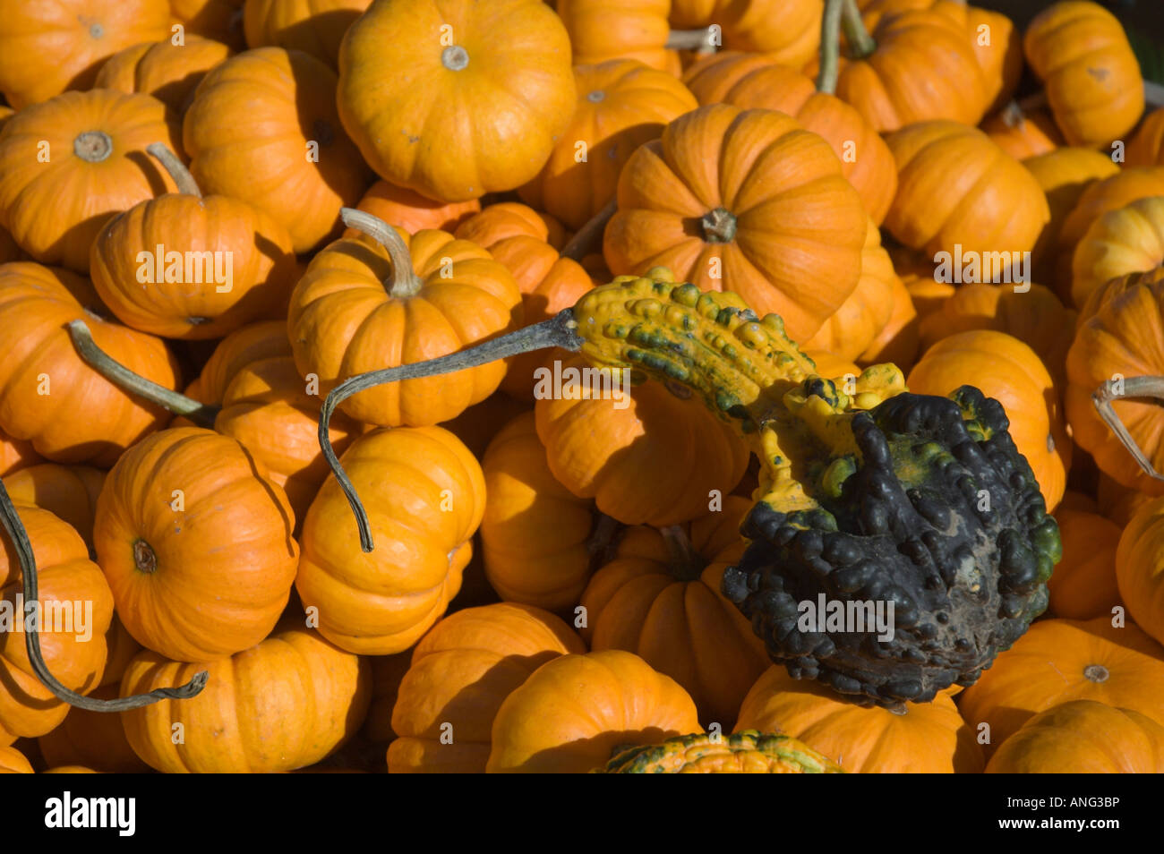 Birth deformed hi-res stock photography and images - Alamy