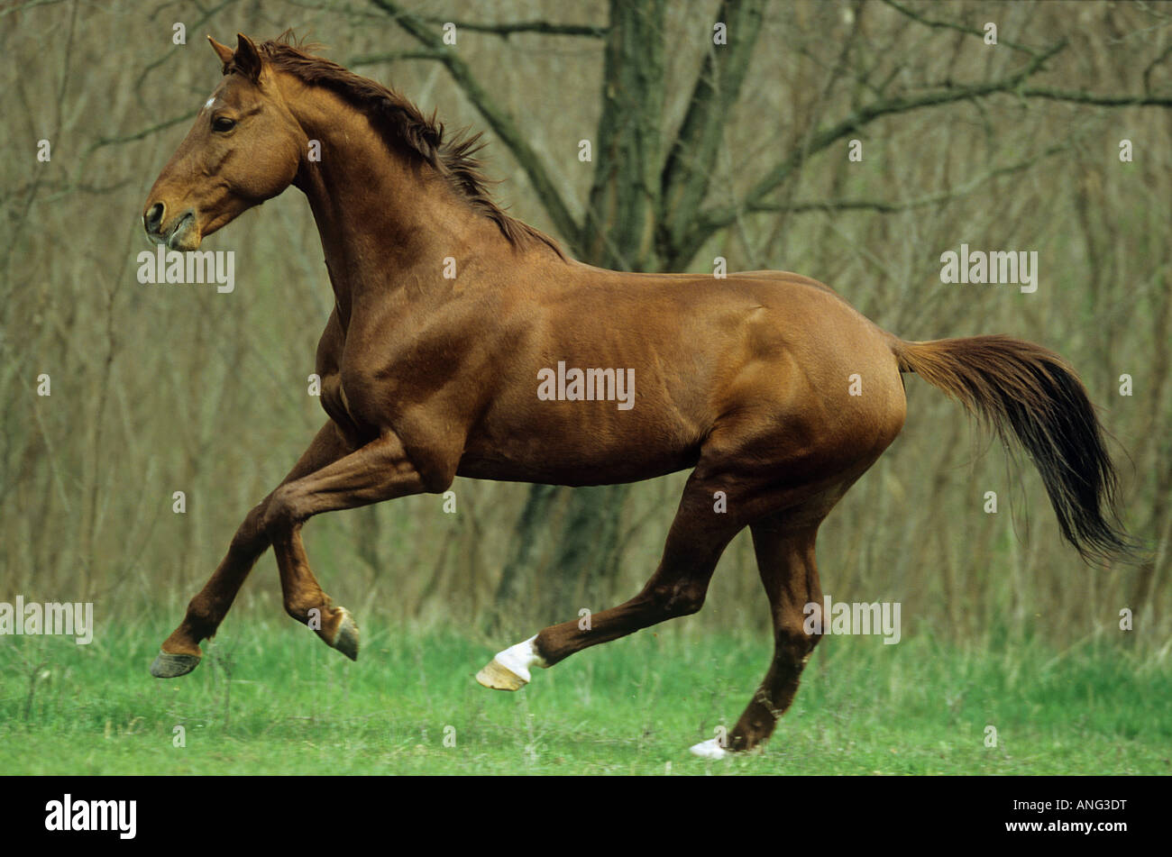 Kisberer hi-res stock photography and images - Alamy
