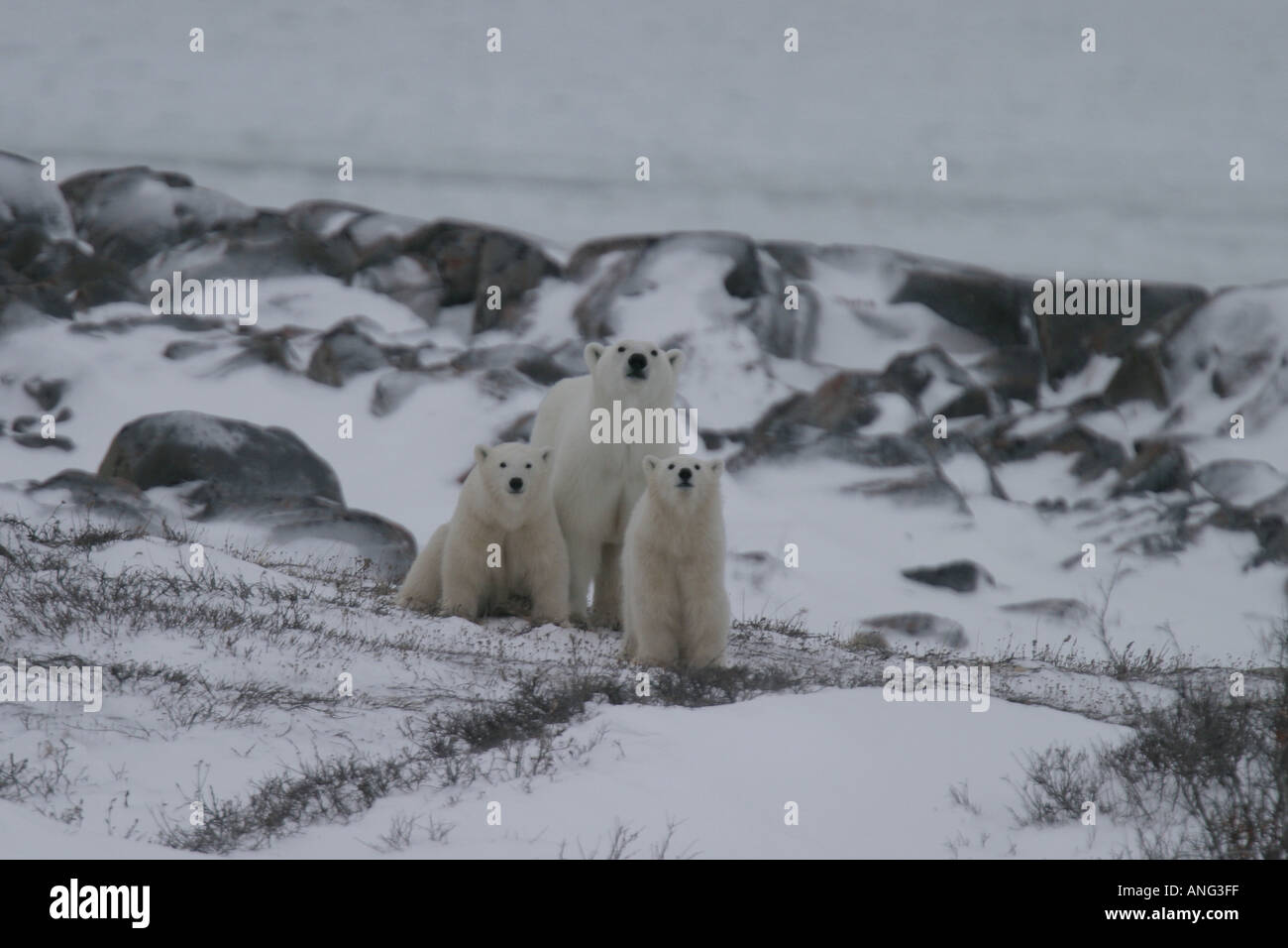 Mother Polar Bear Ursus maritimus with two COY Cubs of Year on frozen ...