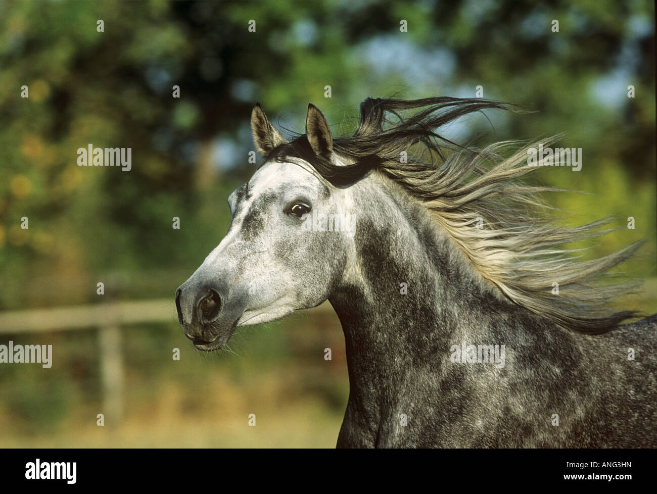Arabian horse - portrait Stock Photo - Alamy