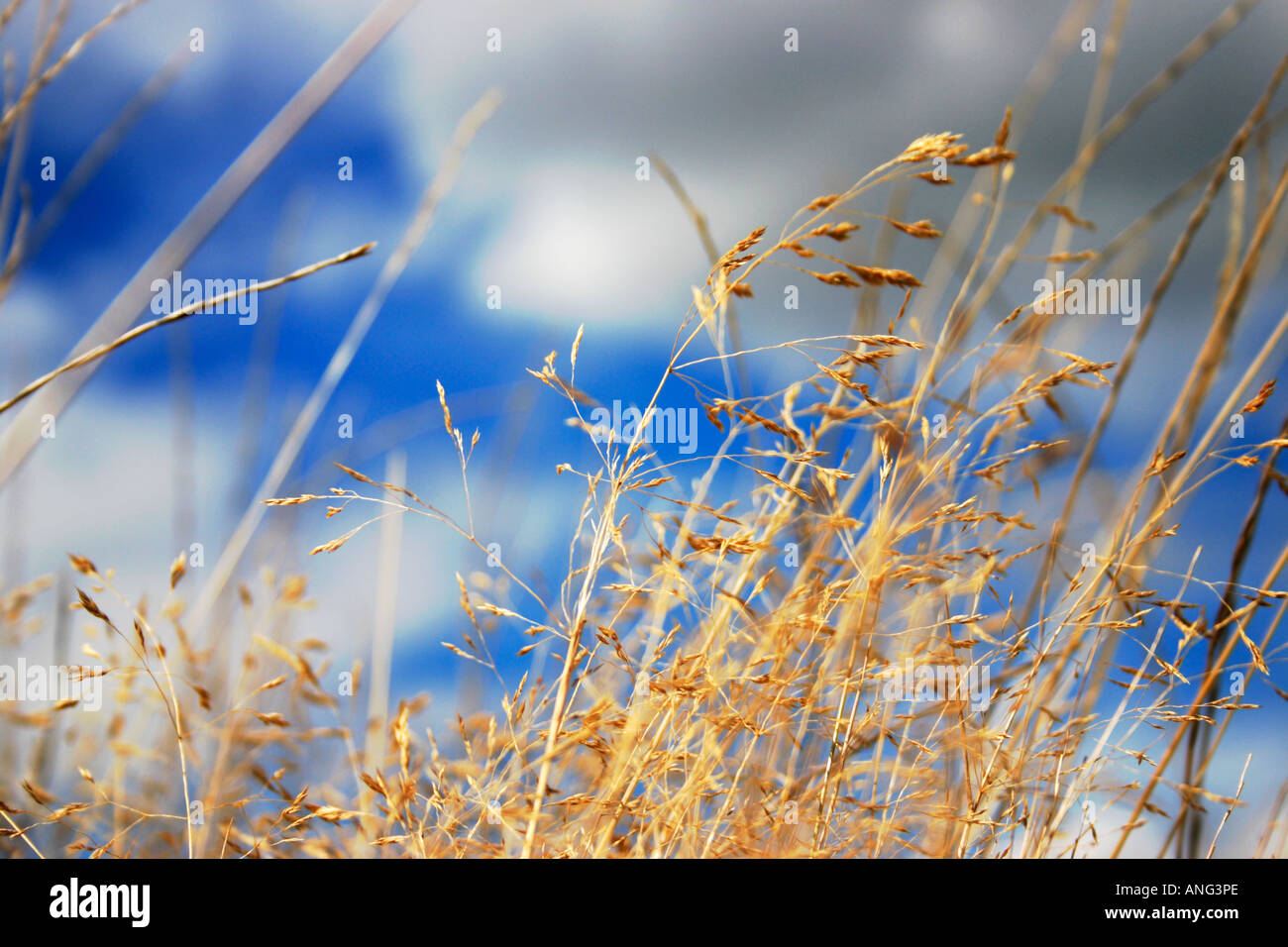 Tall hay grass blowing in hi-res stock photography and images - Alamy