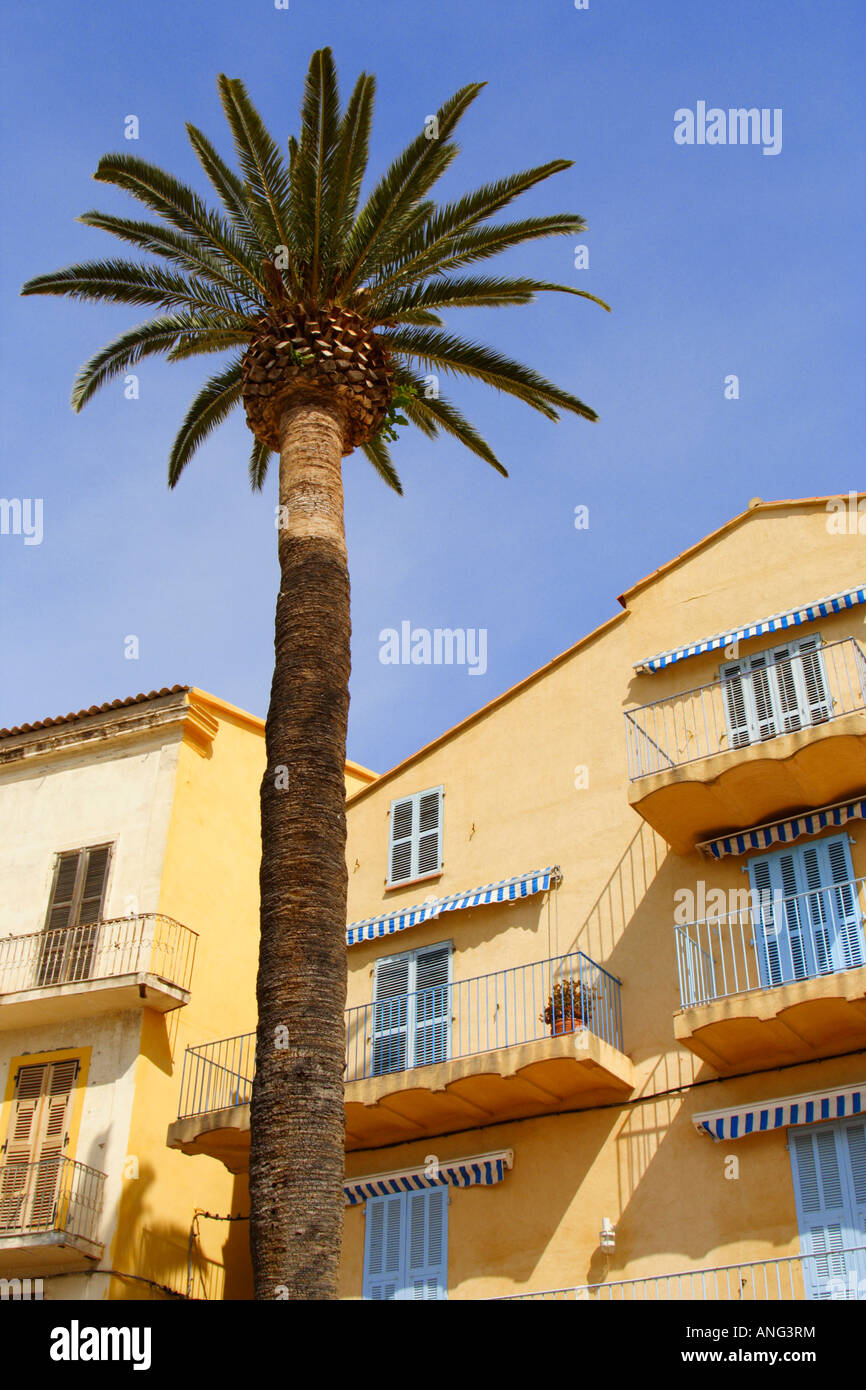 Corsican palm tree hi-res stock photography and images - Alamy