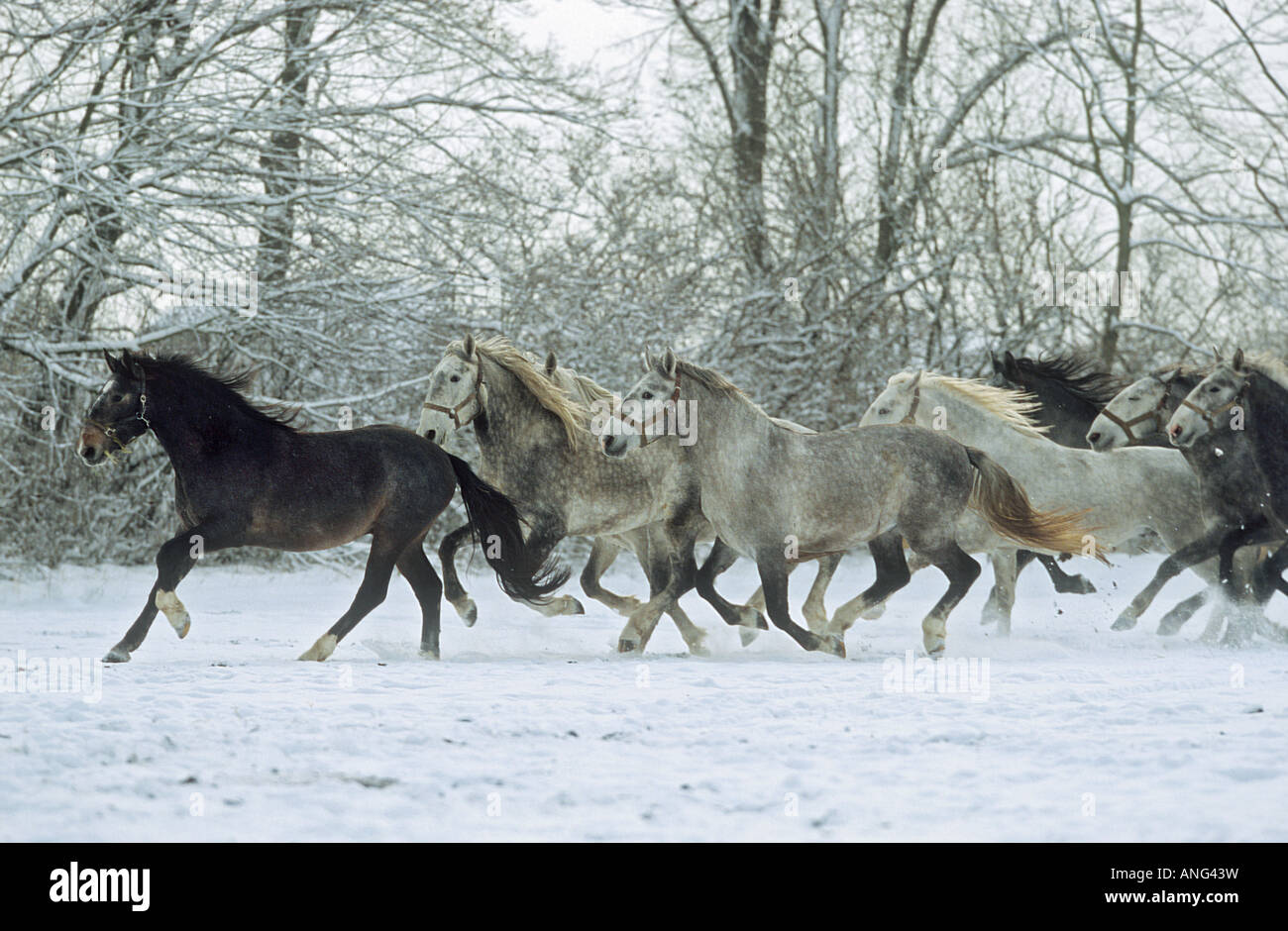 Kladrubers hi-res stock photography and images - Alamy