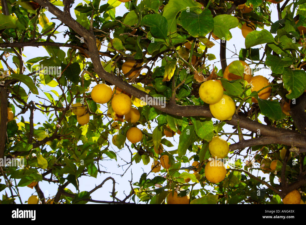 Growing fruit for supermarkets hi-res stock photography and images - Alamy
