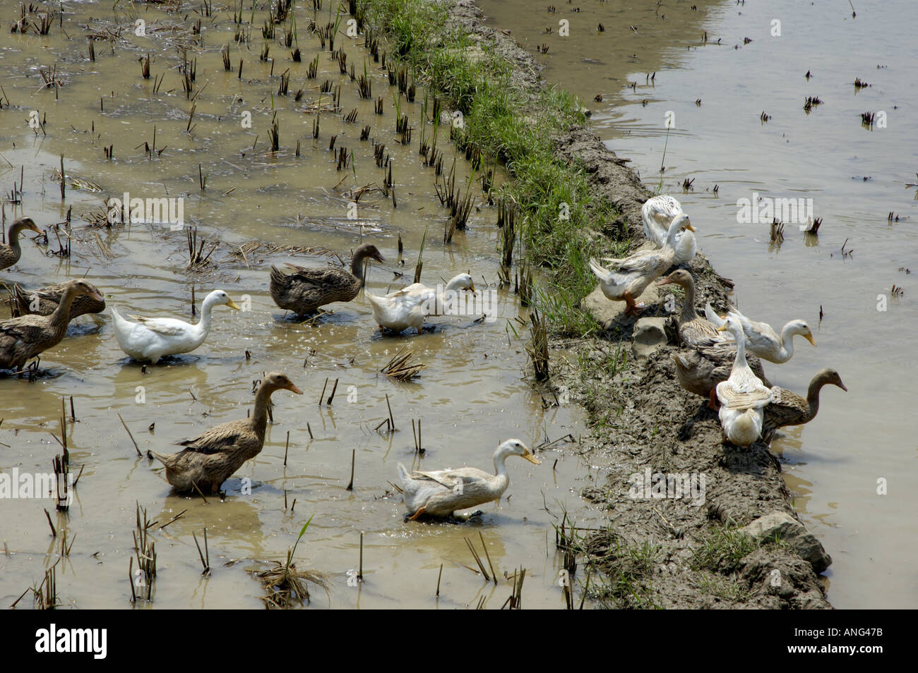 Rice paddy ducks hi-res stock photography and images - Alamy